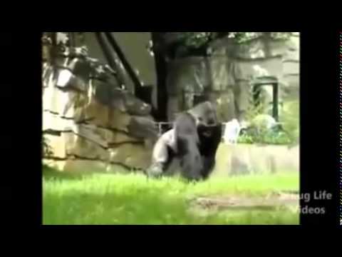 These Animals Lived A Normal Live. Until The Thug Life Chose Them... SO Much Thug!