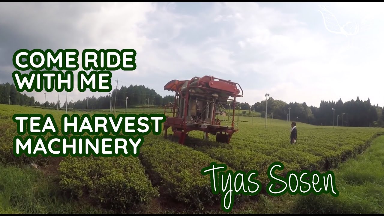 Tea harvest | Different kinds of machines are used to harvest tea ...