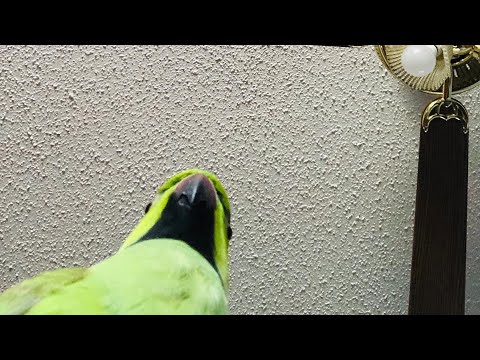 COTORROS DE KRAMER (indian ring neck) - YouTube