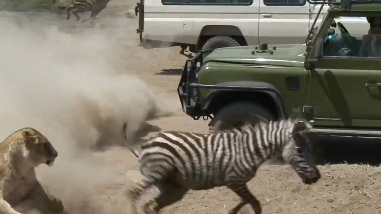 Lion attacks Zebra at Serengeti during a Safari - Tanzania (Ataque de ...