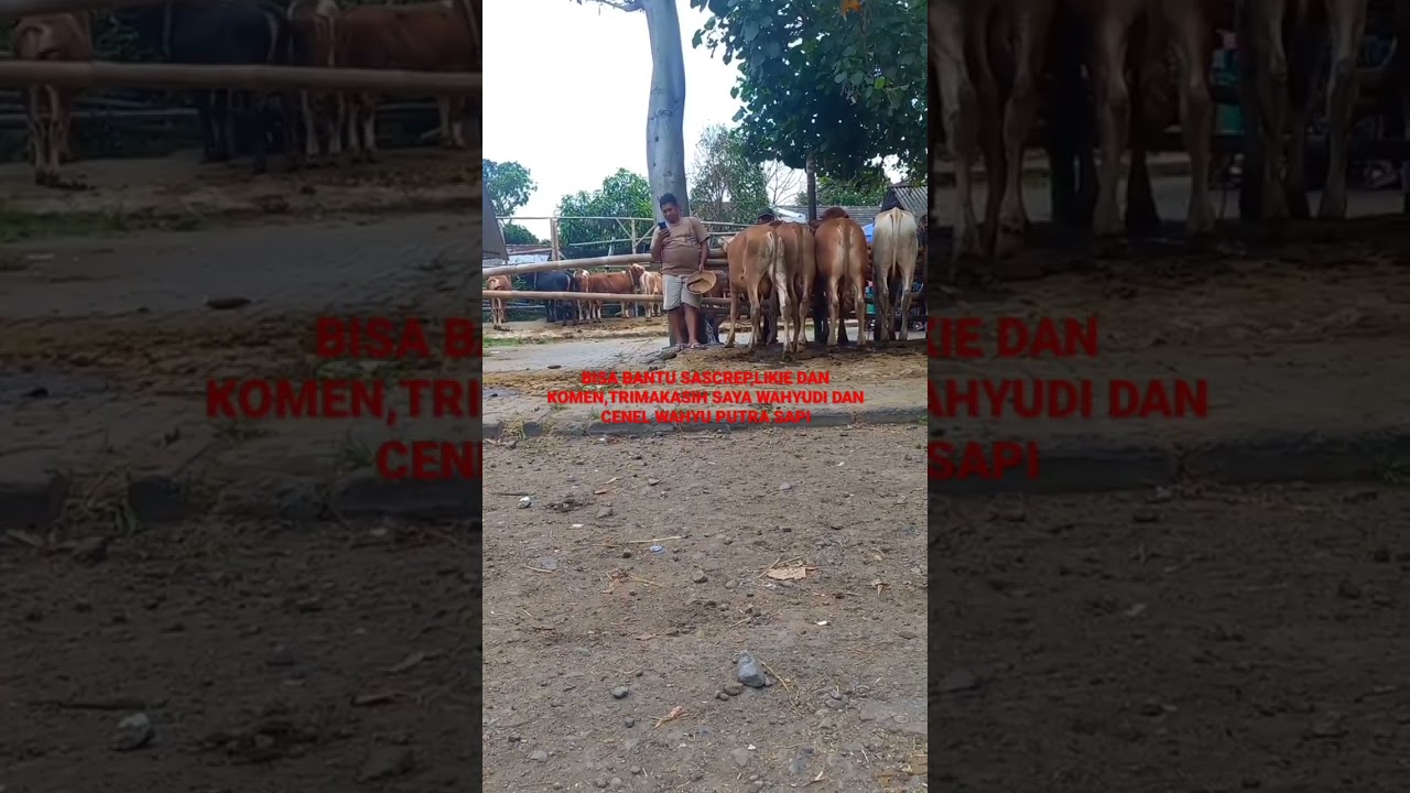 4 hari sekali ready 70 ekor sapi!!! di Kandang Wahyu PutrA sapi - YouTube