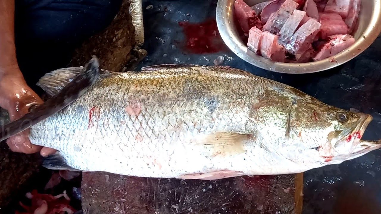 Expensive Live Giant Bhetki Fish Cutting Skills | Amazing Bhetki Fish ...
