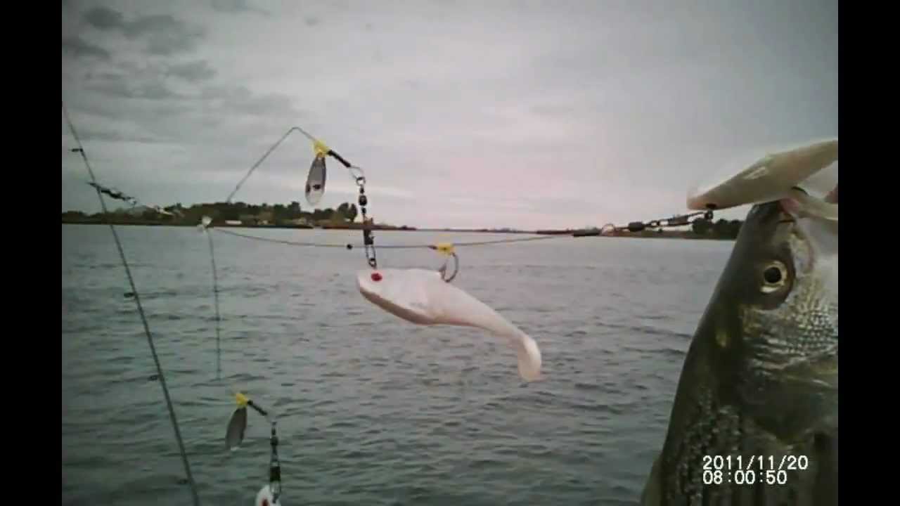Using the "California Rig" striped bass in the California Delta - YouTube