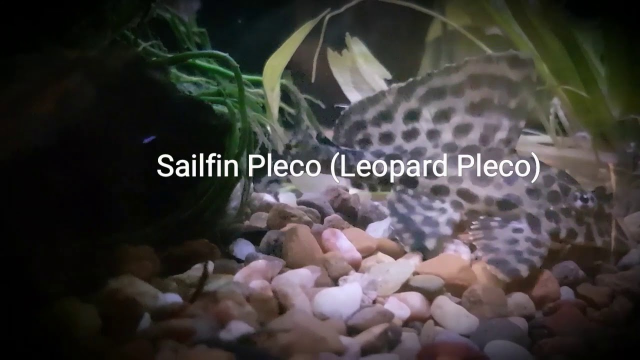 Juvenile Sailfin Pleco (Leopard Pleco) - YouTube