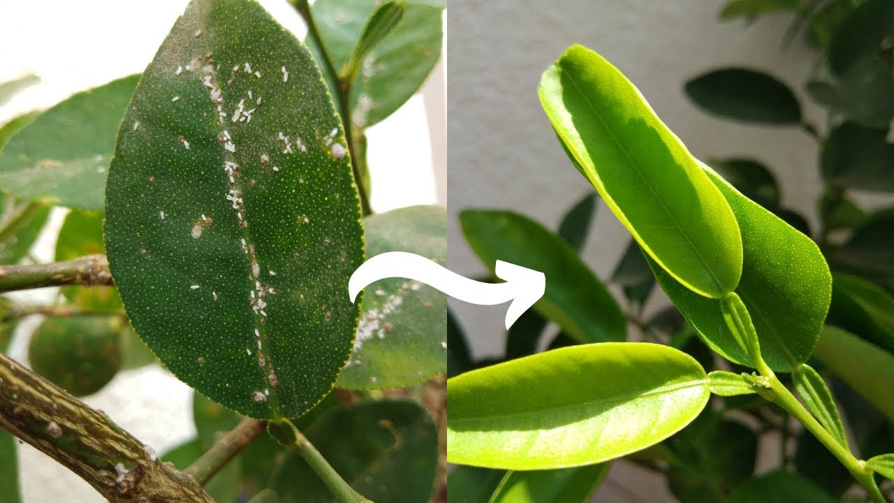 Simple solution to treat Mealybugs » How to treat White flies » Home ...