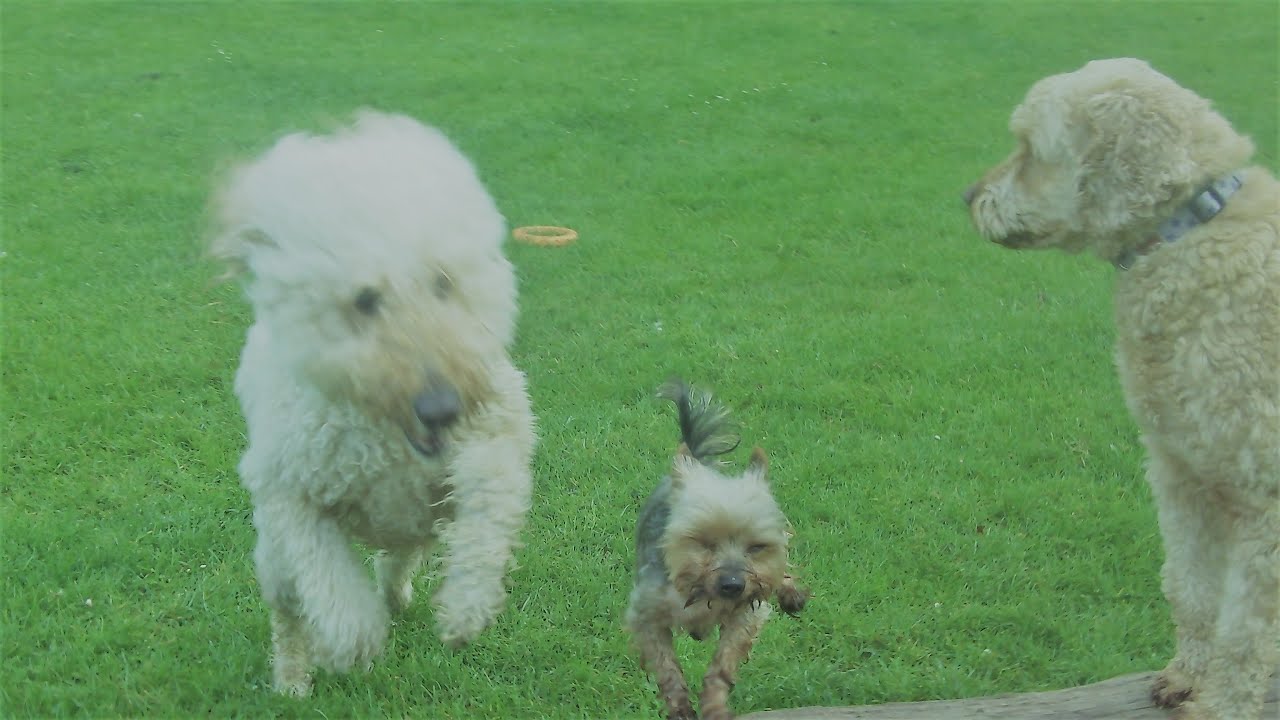 Bobby, Cocoa & Digby. - YouTube