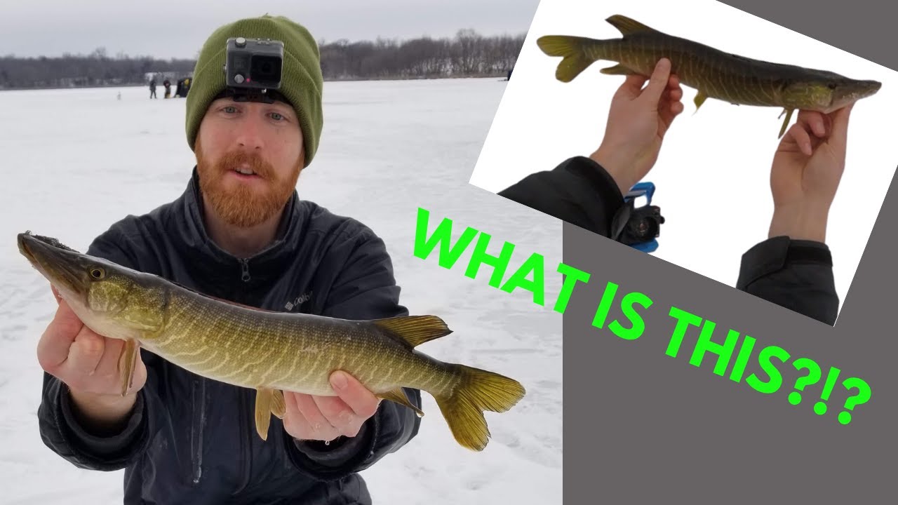 What Did I Just Catch??? Jigging A WI Pickerel,Tiger, Pike??? - YouTube