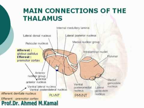 79 Main connections of the thalamus الدكتور أحمد كمال cxt - YouTube