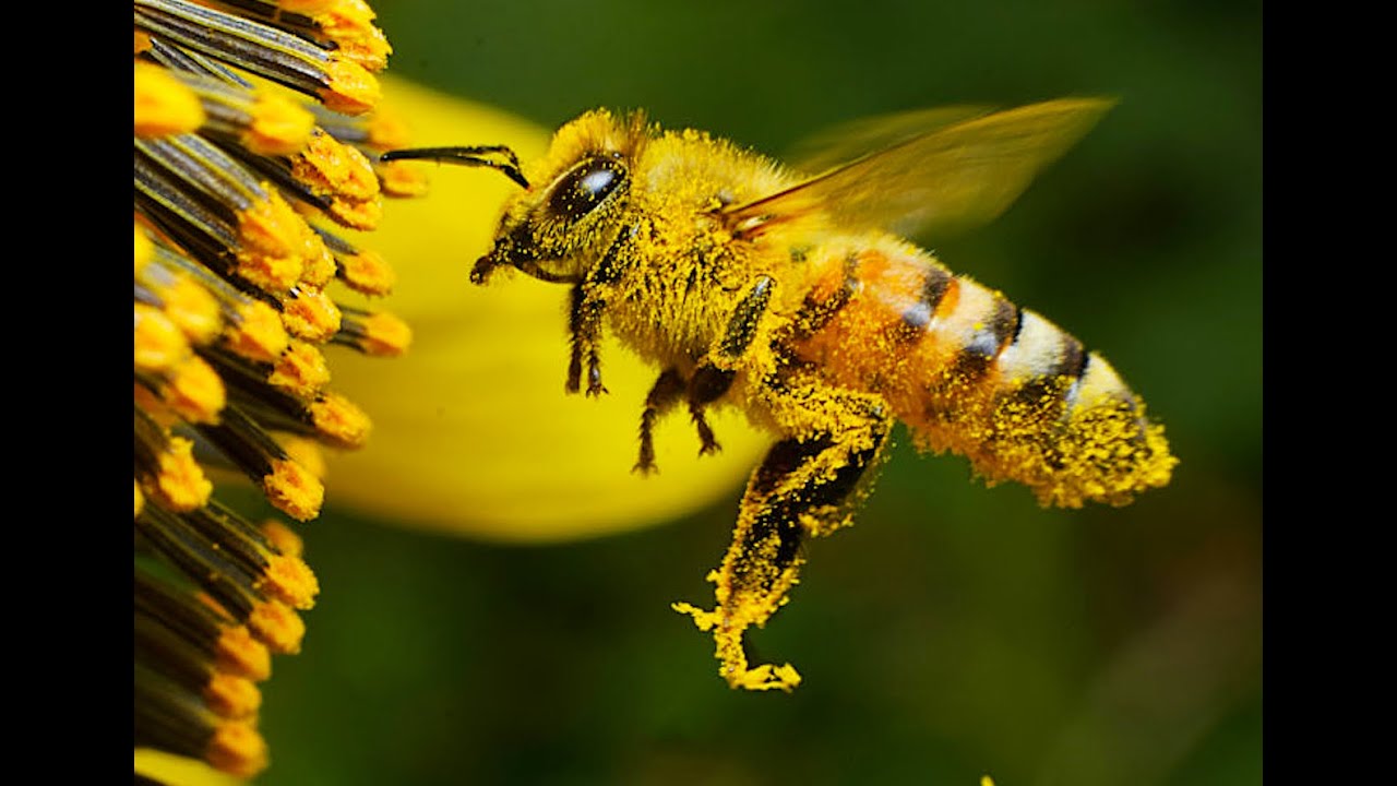 DUTCH, SAVE BEE - YouTube