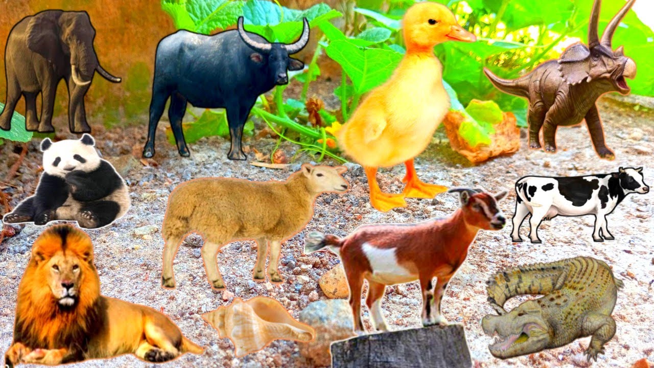 Belajar Nama Hewan, anak bebek, domba, kebau, sapi, kambing. - YouTube