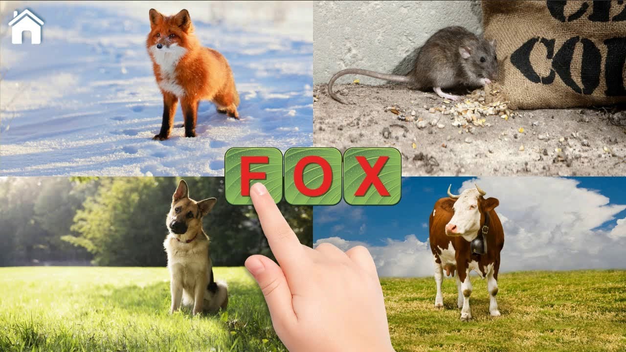 Learn to Read & Save the Animals-Learn to Read - Phonics ABC - YouTube