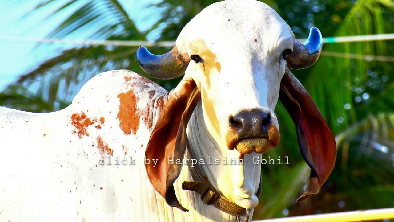 Bhavnagar blood line 2 lactation pregnant Gir Cow for sale - YouTube