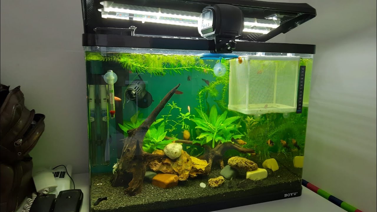 Aquário Boyu Curvo Preto Ec-600 66L - Parte 2 - YouTube