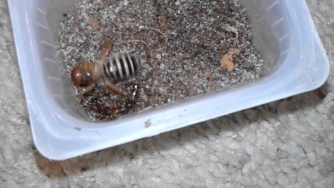 Jerusalem Cricket murders Centipede - YouTube