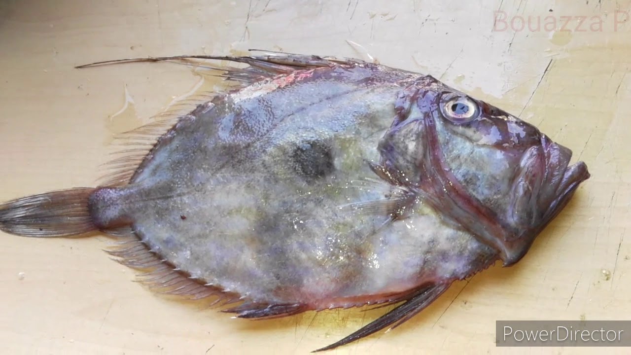 مالا تعرفونه عن سمكة سيدنا poisson saint pierre سليمان - YouTube