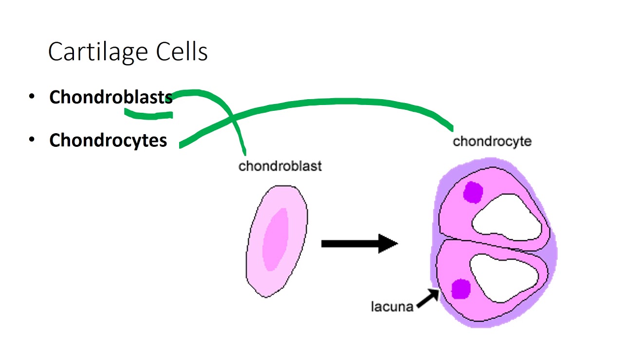 Cartilage Introduction - YouTube