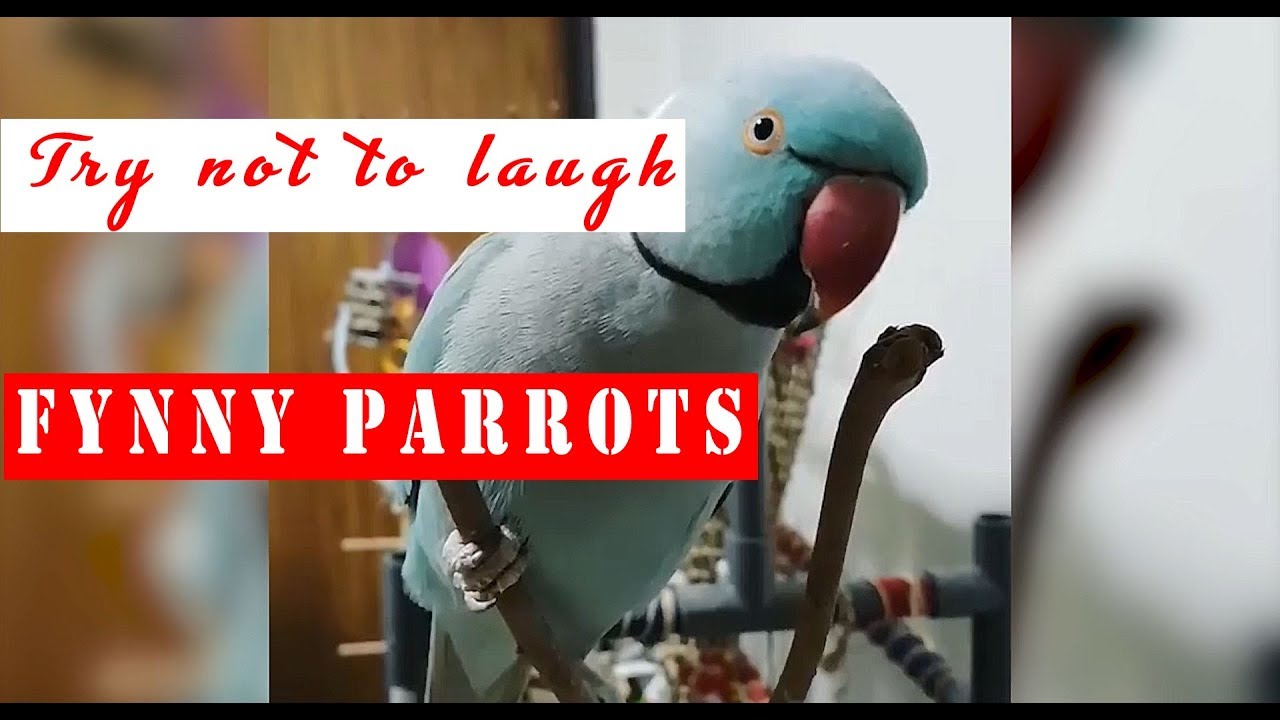 PARROTS GOING CRAZY - Try not to laugh - YouTube