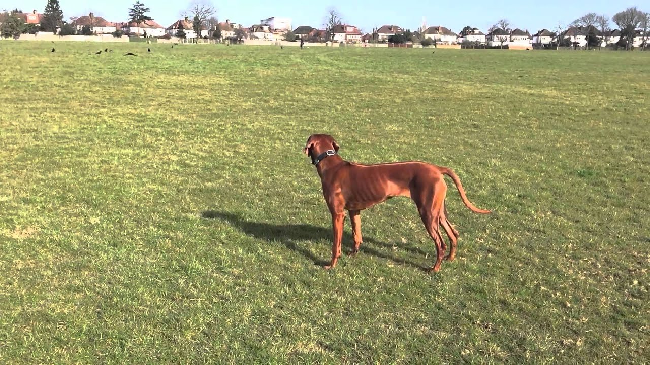 Rhodesian Ridgeback cool down after chasing birds - YouTube