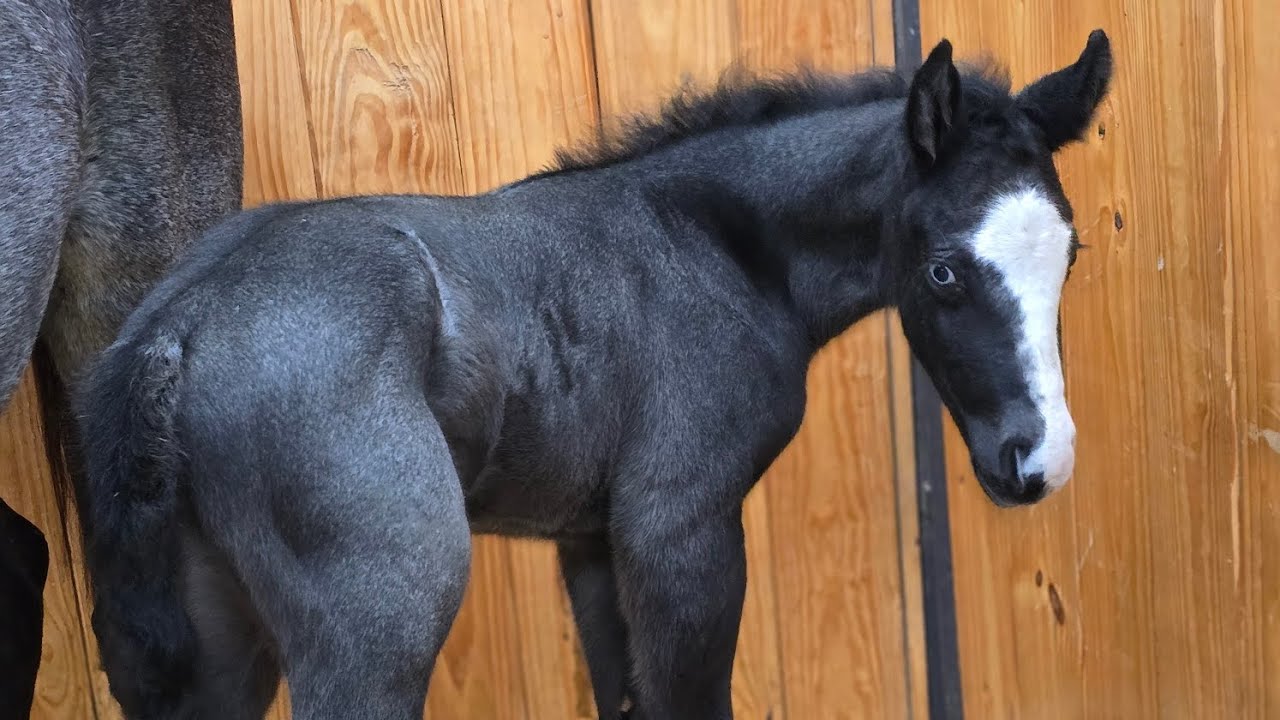 Newborn BLUE ROAN SPLASH WHITE colt by BLACK VOODOO DR at Shining C ...