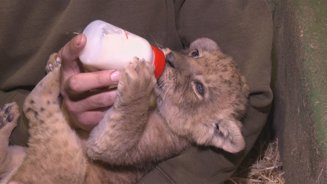 Nace una cría de león en Safari Madrid - YouTube