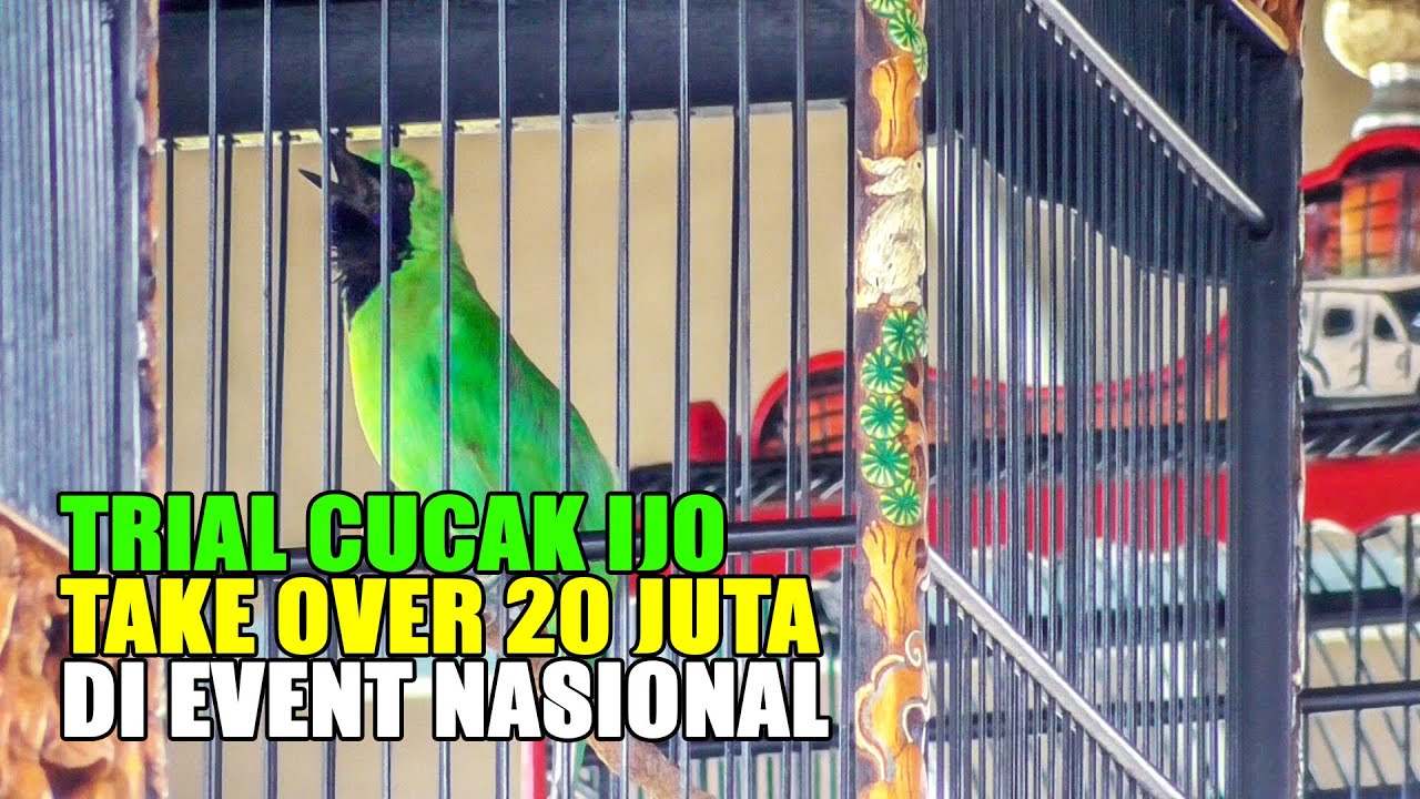 TRIAL CUCAK IJO TAKE OVER 20JUTA DI EVEN NASIONAL - YouTube
