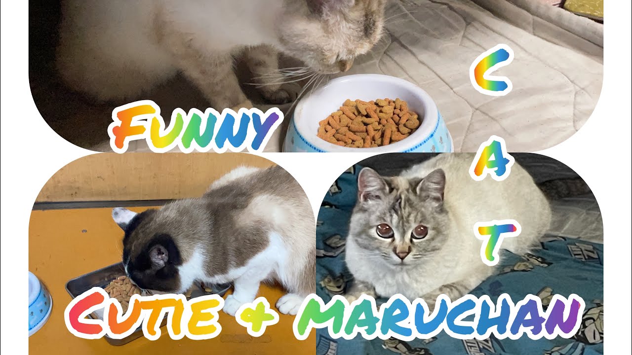 FUNNY CAT Cutie and Maruchan - YouTube