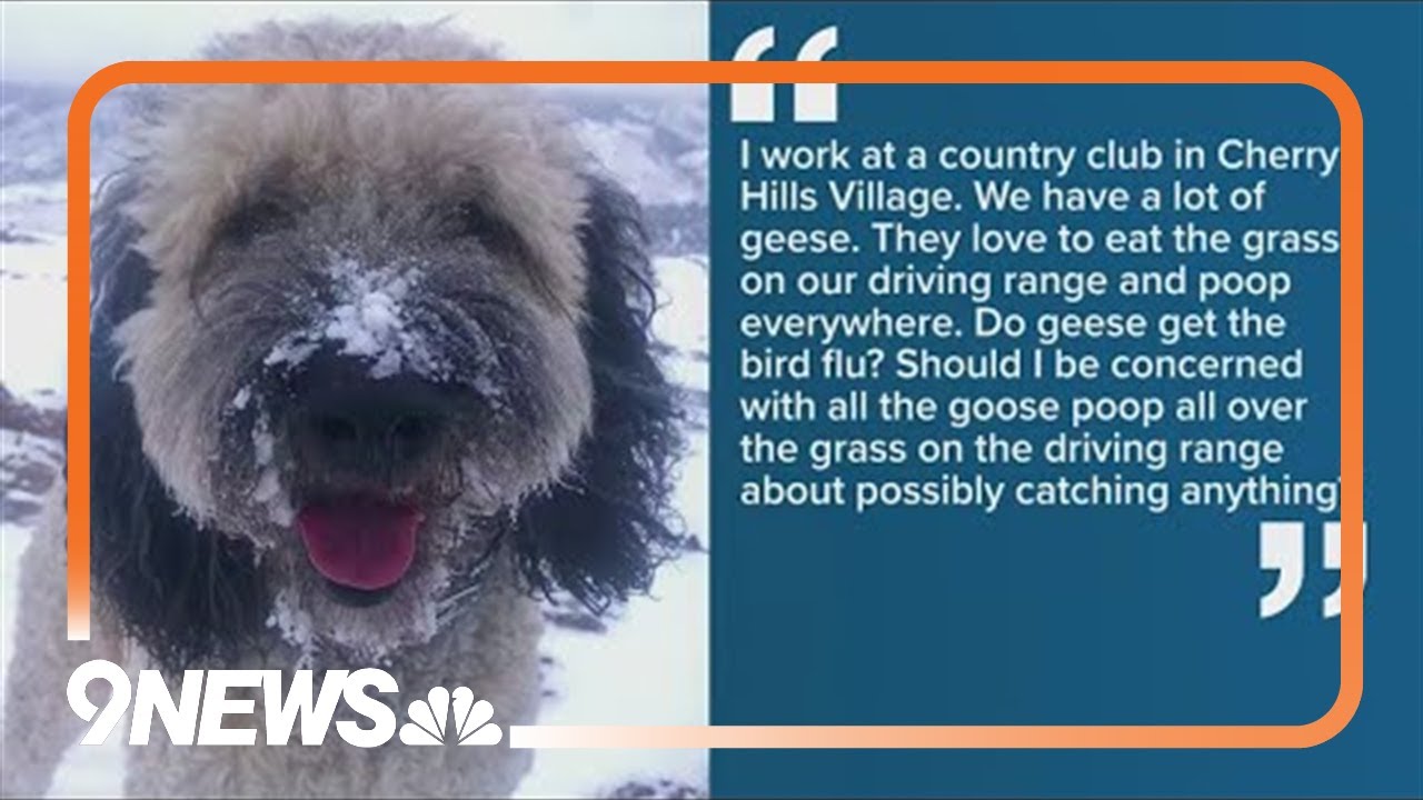9NEWS viewer question: Geese, dogs and the bird flu - YouTube