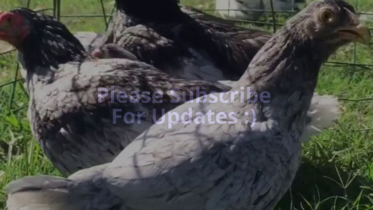 Un-Boxing Eggs :) Blue & Splash Cornish Bantams. - YouTube