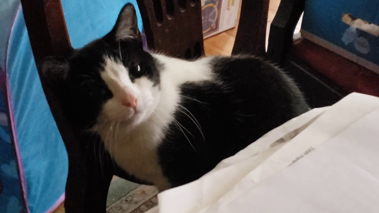 Boring Cats!!! - YouTube