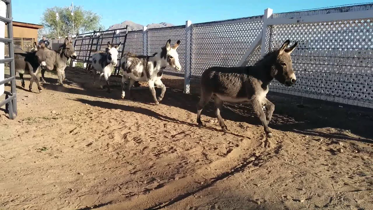 Morning walk with the donkey's - YouTube