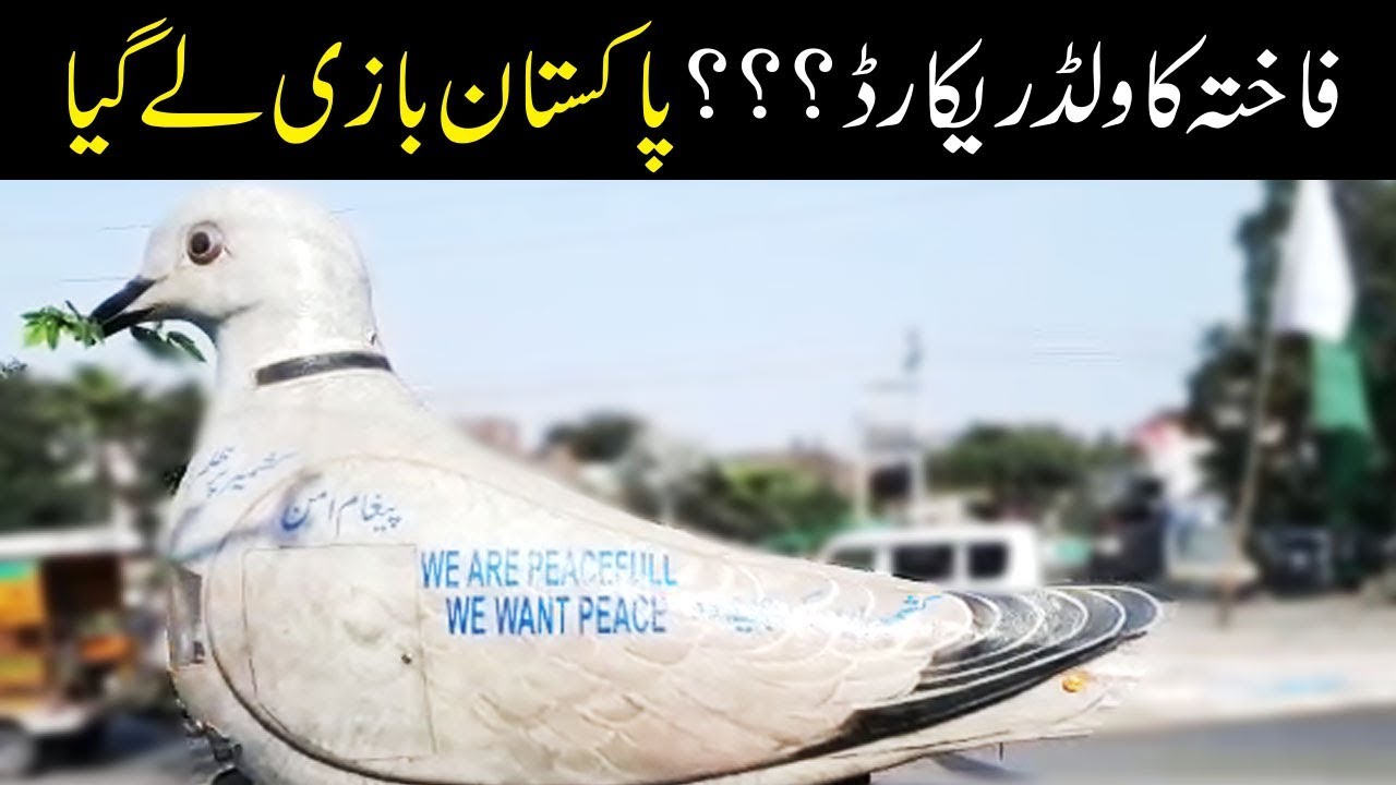 World Record | Pakistani Dove | Peace | Kashmir | See tv - YouTube