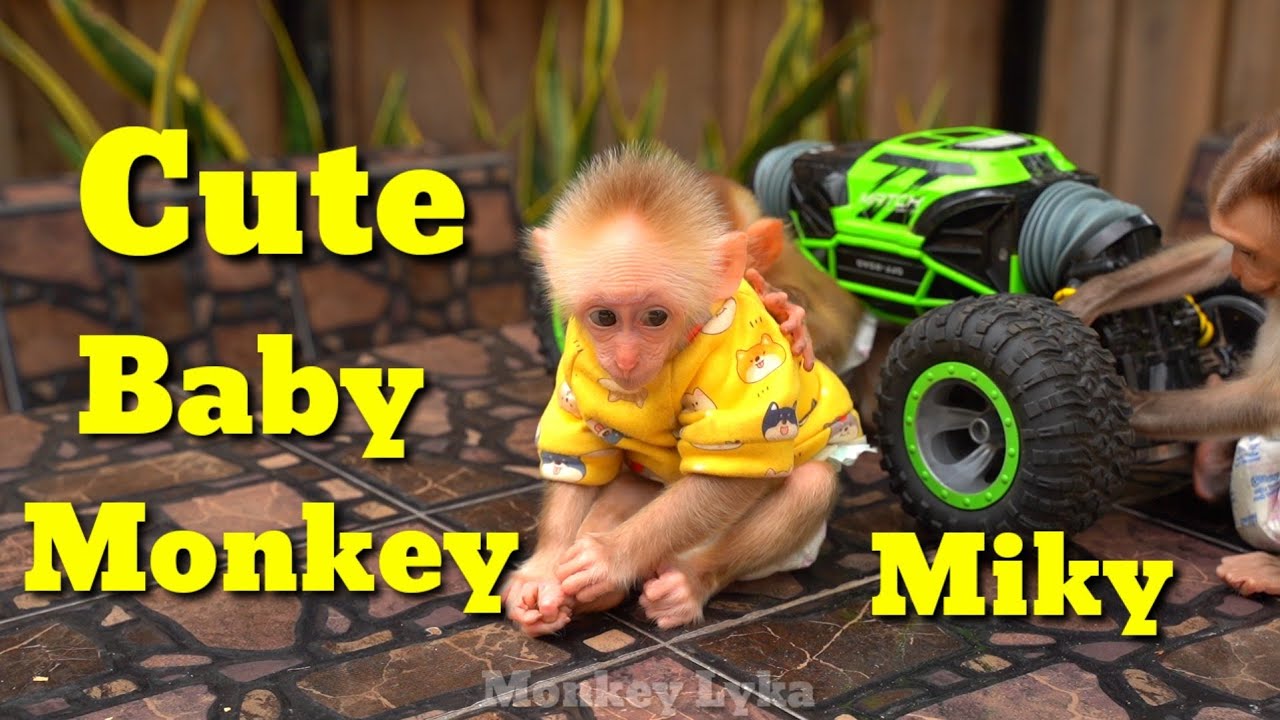 Cute Baby Monkey Miky - YouTube