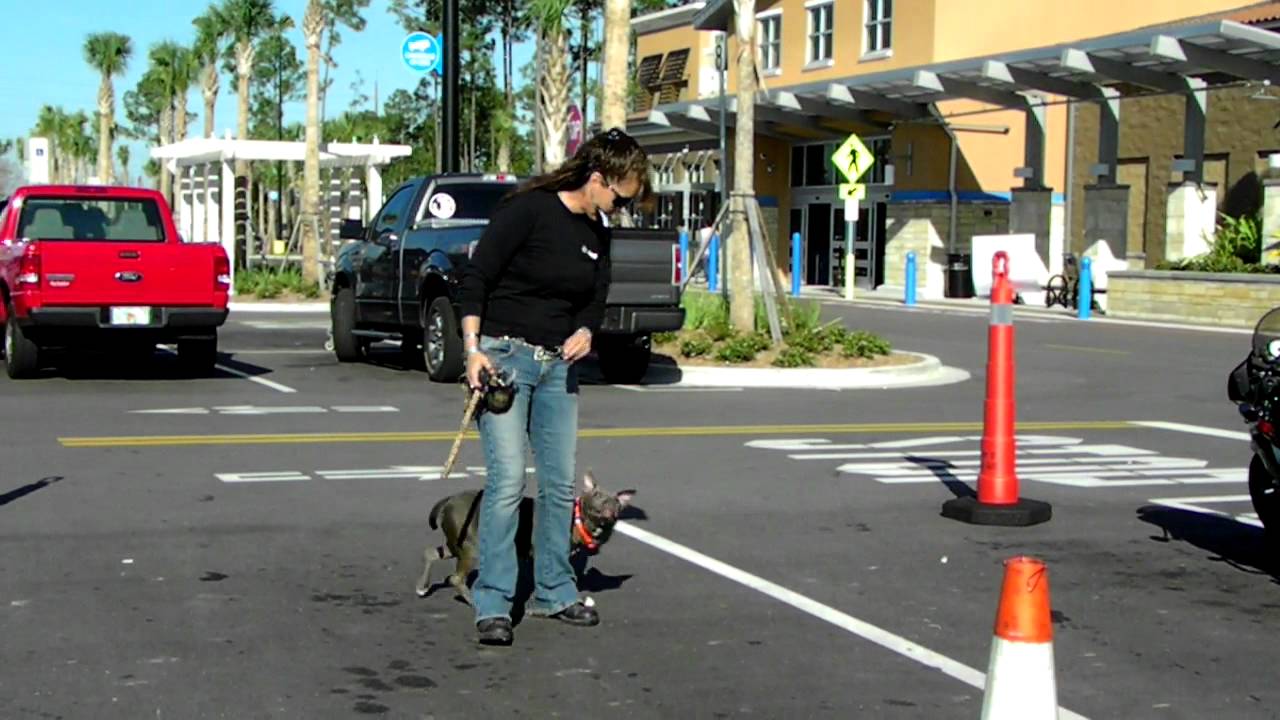 Blue Pit Bull Indy 5 Mons Starting Off Leash Dogtra Pager - YouTube