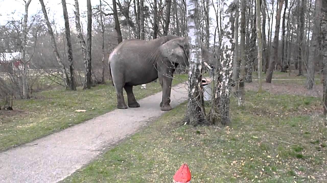 rare beesten in het bos..... - YouTube