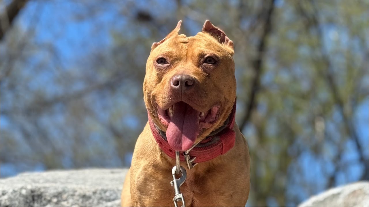 Live Motivated 4 yo Pit bull #motivation #inspiration #pitbull - YouTube