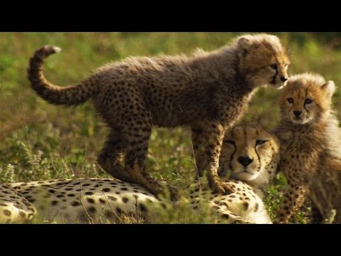 Cheetah Mother Reunited with Her Lost Cubs