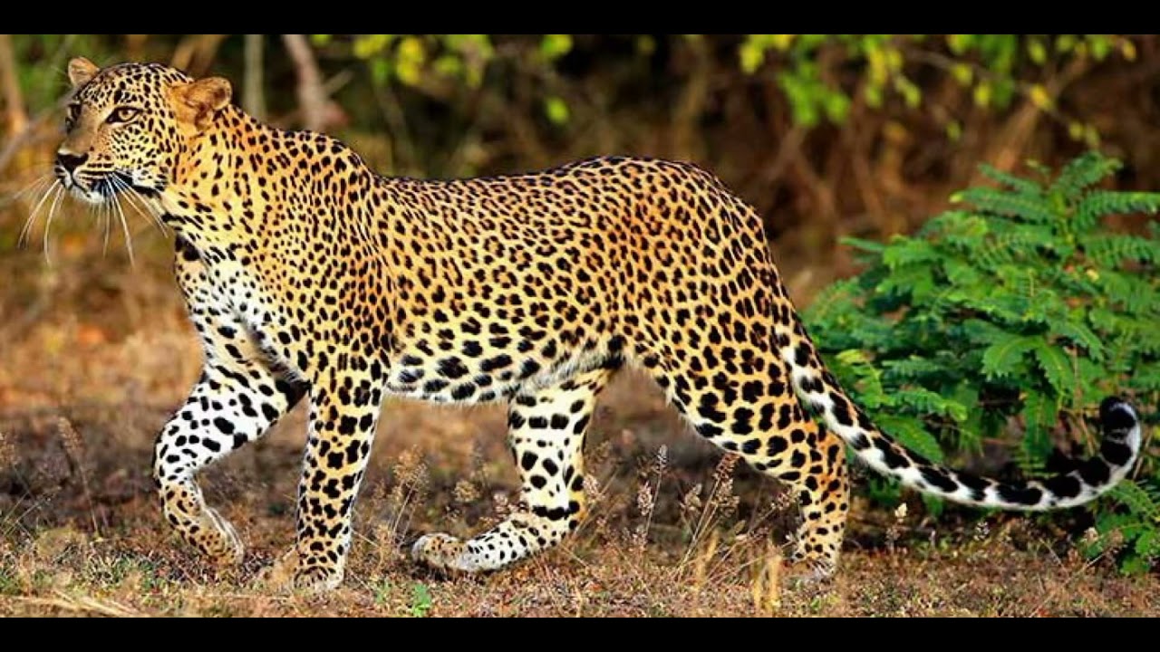 Sri Lankan Leopard Sound Effects 🐆 🔊 - YouTube