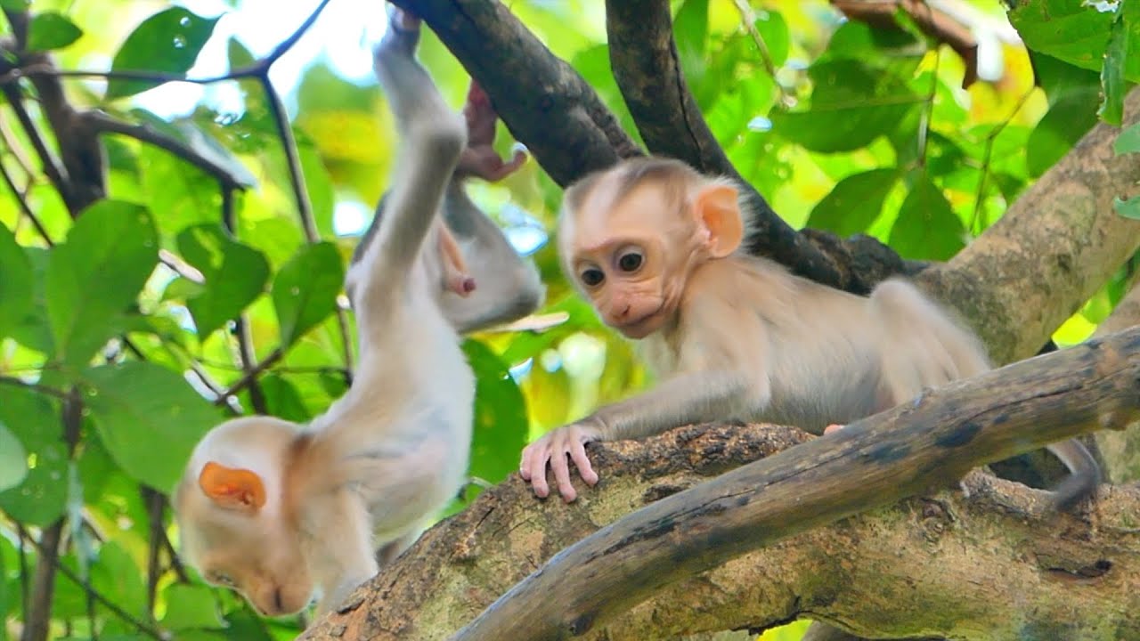 Adorable Little Monkey Mora and Little Monkey Marco play so happily on ...