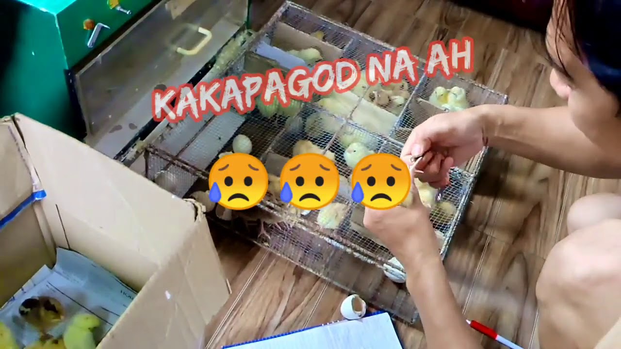 TOE AND NOSE MARKINGS FOR CHICKS - YouTube