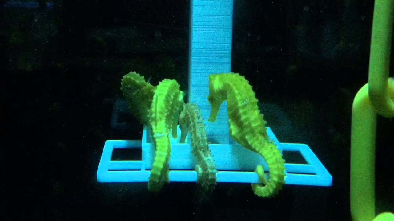 Seahorses eating from feeding station - YouTube