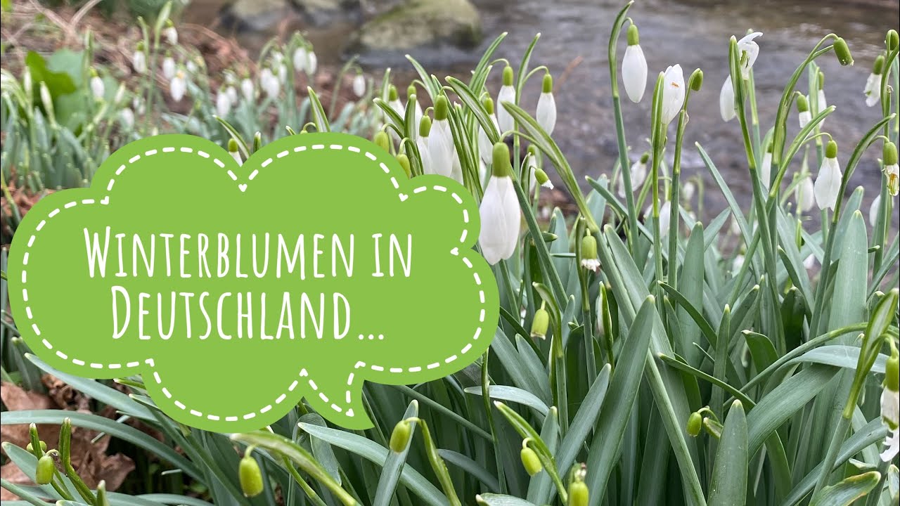 Schneeglöckchen: die ersten Winterblumen in Deutschland #Schneeglöckhen ...