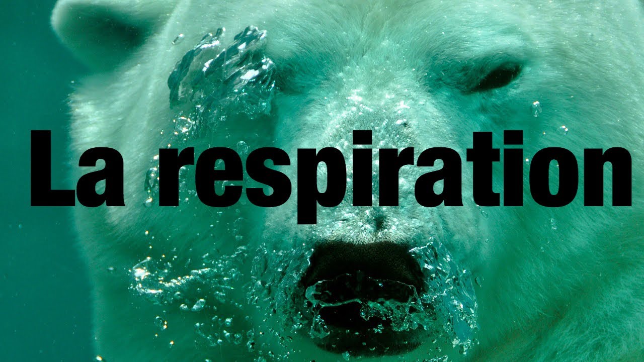 La respiration pendant l’effort ou comment respirer pendant que vous ...