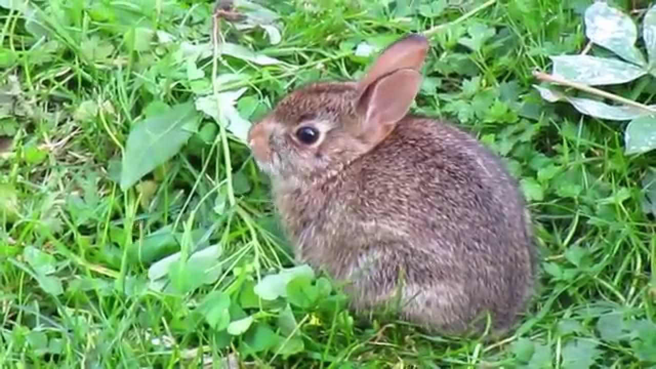 Baby Rabbit in Back Yard - Version 9.15.14 - YouTube