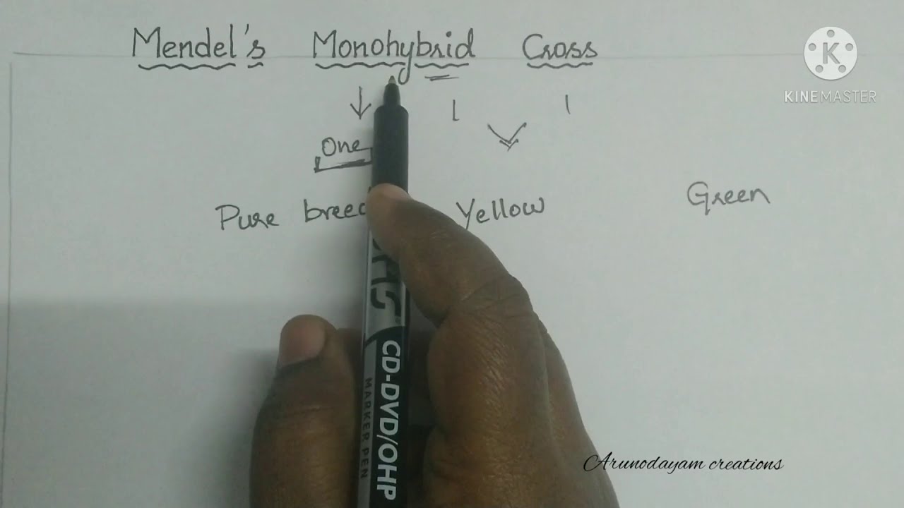 Mendel's Monohybrid cross with example// punett square(checker board ...