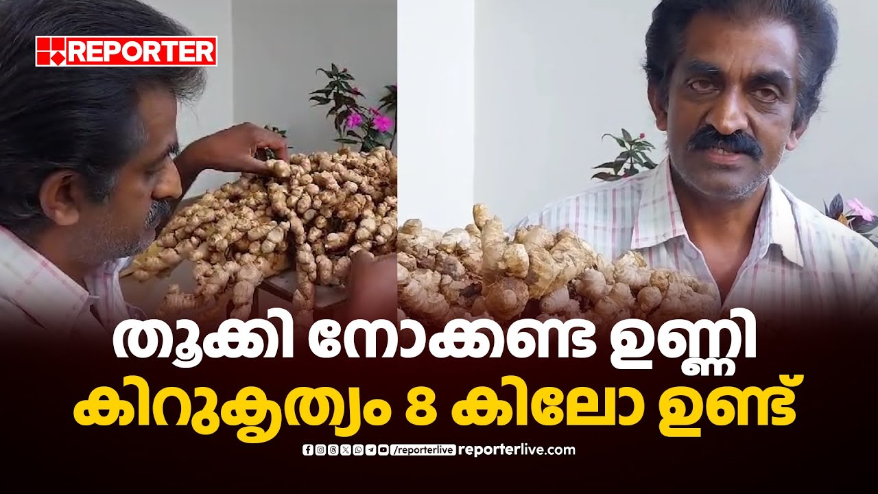 തൂക്കി നോക്കണ്ട ഉണ്ണി കിറുകൃത്യം 8 കിലോ ഉണ്ട് | Ginger | Giant Ginger ...