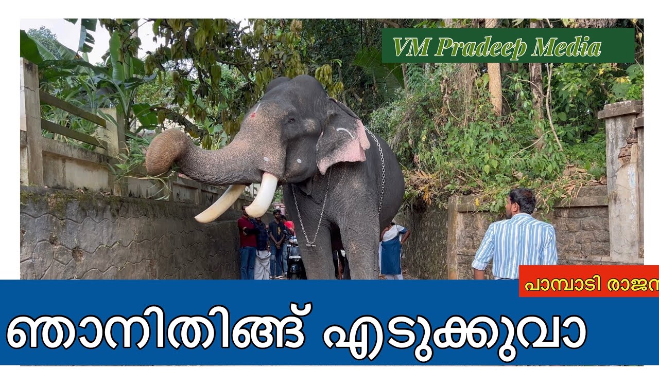 Pampady Rajan ചെടിപറിച്ചപ്പോൾ പനംപട്ട വണ്ടിയിൽതട്ടിയോ#elephant ...