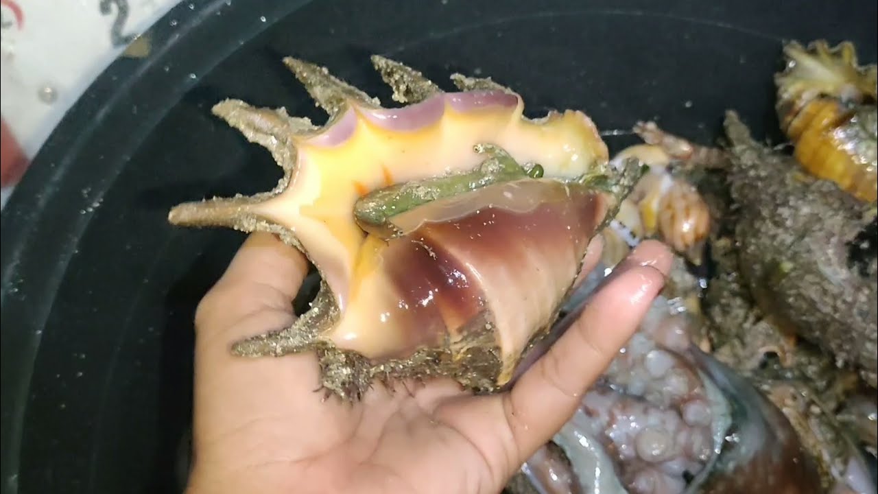 Kinason binigwasay - YouTube