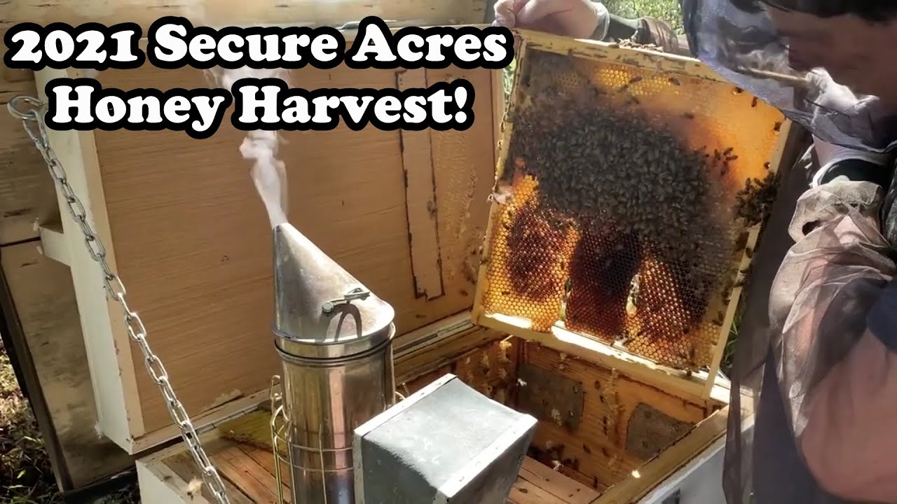 2021 Fall Honey Harvest From Layens Horizontal Hives - YouTube