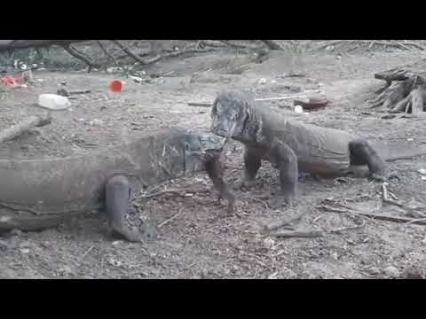 Comodo dragon kill baby monkey#Nature #Animal life#animal kingdom ...