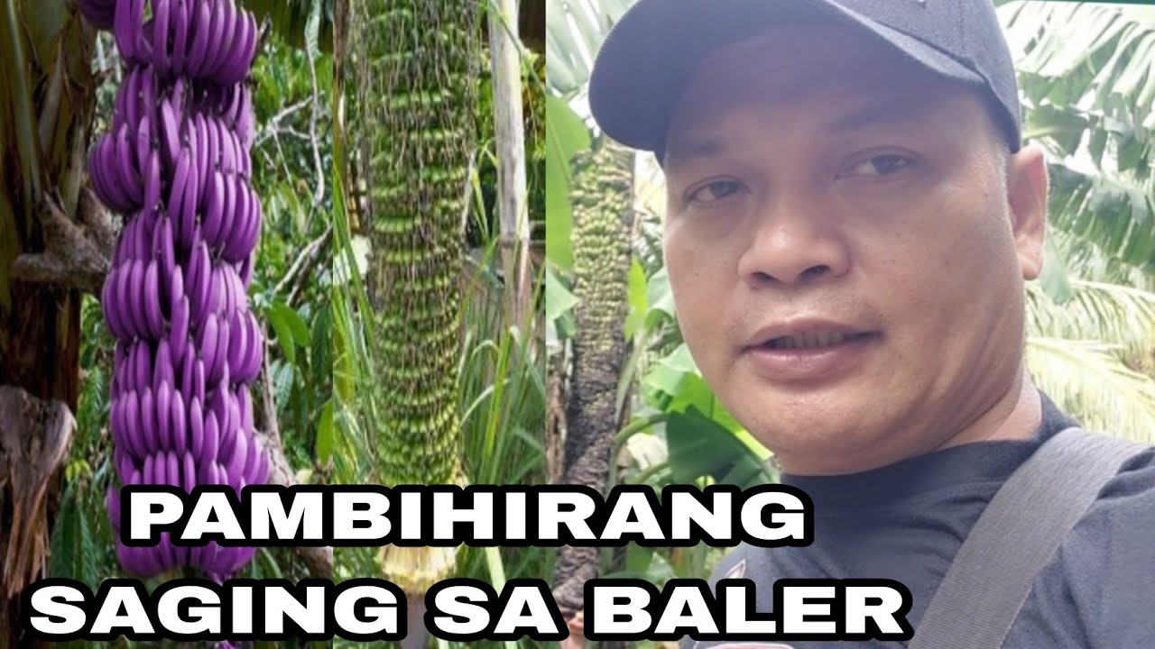PAMBIHIRANG SAGING SA BALER - YouTube